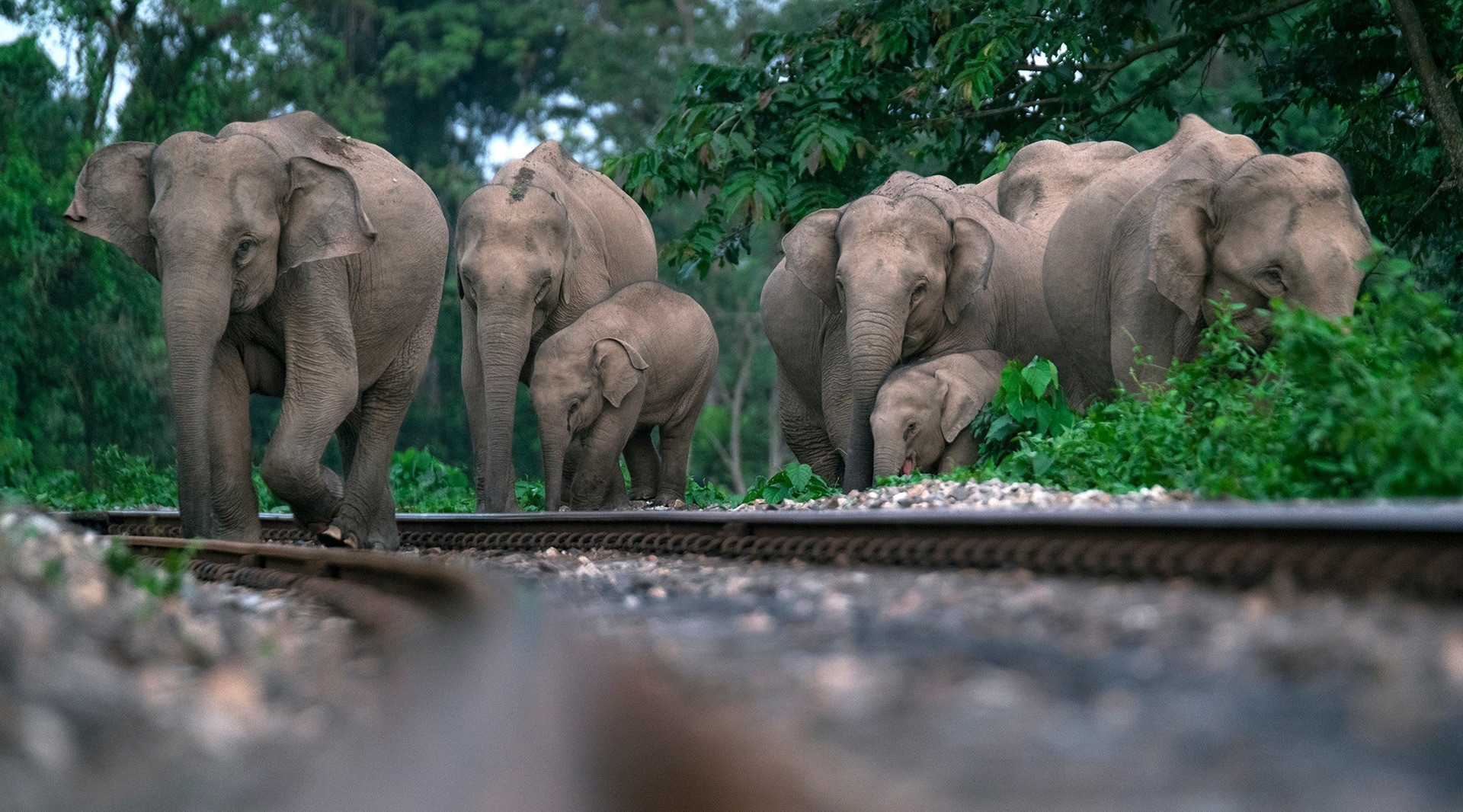 Neha Sinha, Conservation Biologist | Nature inFocus