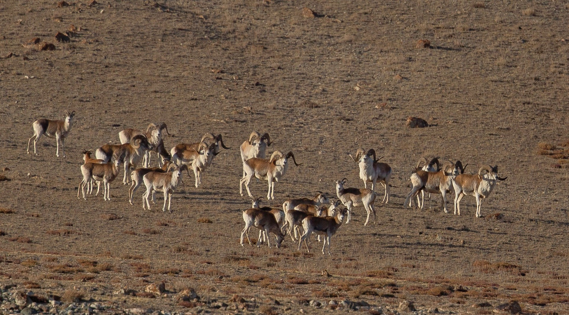 A Wild Sheep Chase | Nature inFocus