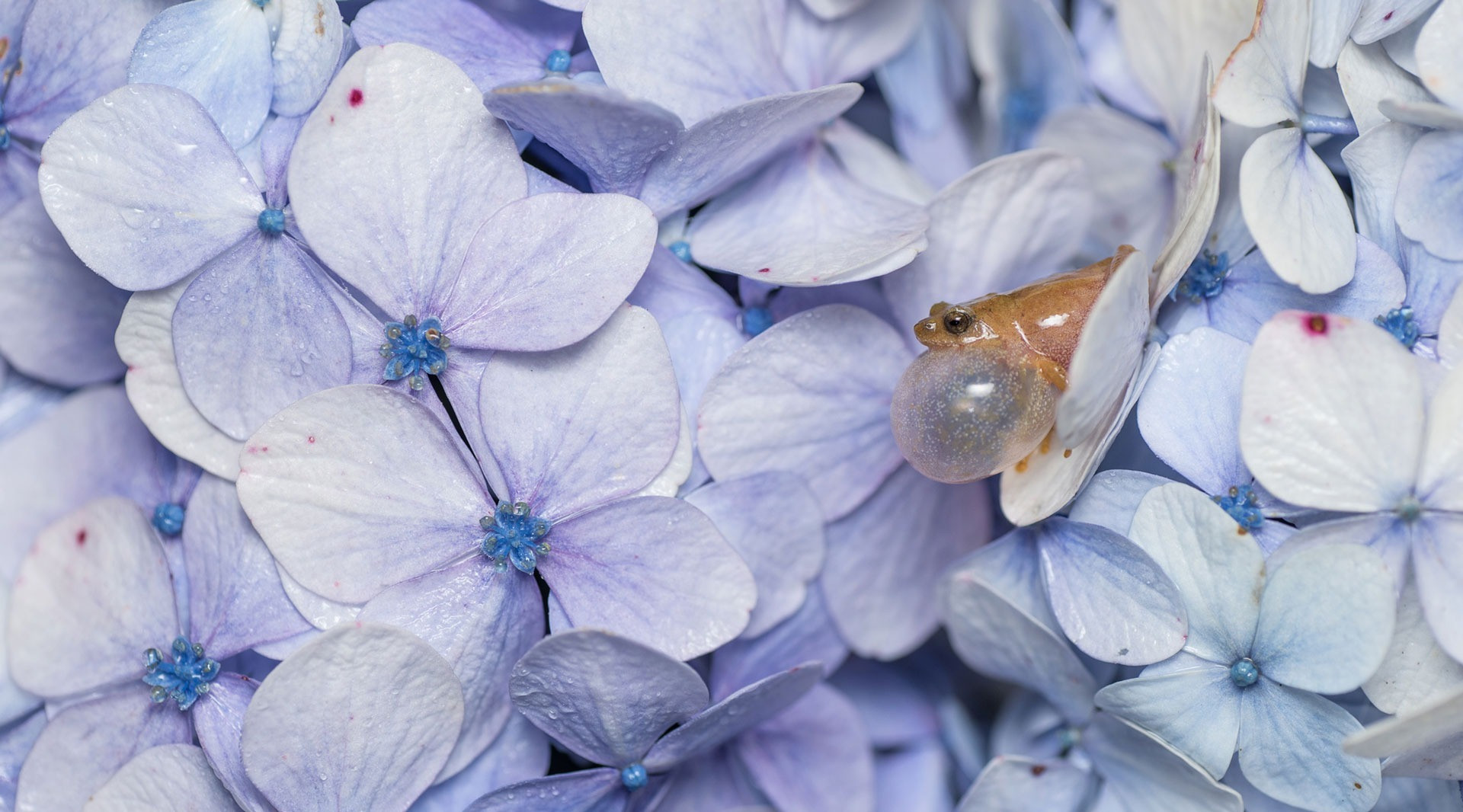 Annandale's Bush Frog Is On The Wane | Nature inFocus