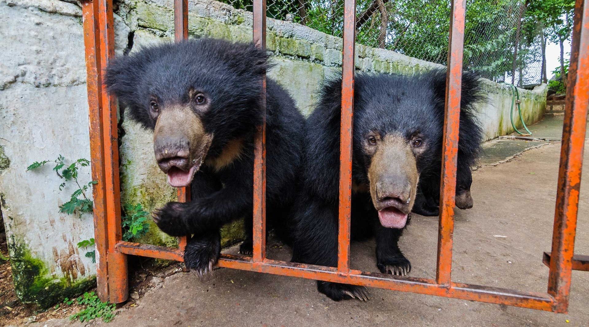 A Rendezvous With The Chandi Mata Temple Bears | Nature inFocus