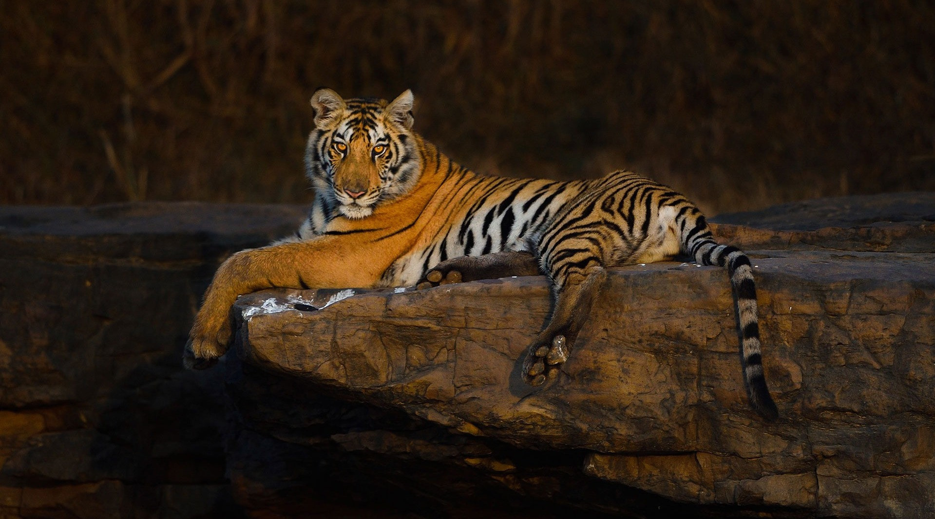 Snapshots From Panna National Park | Nature inFocus