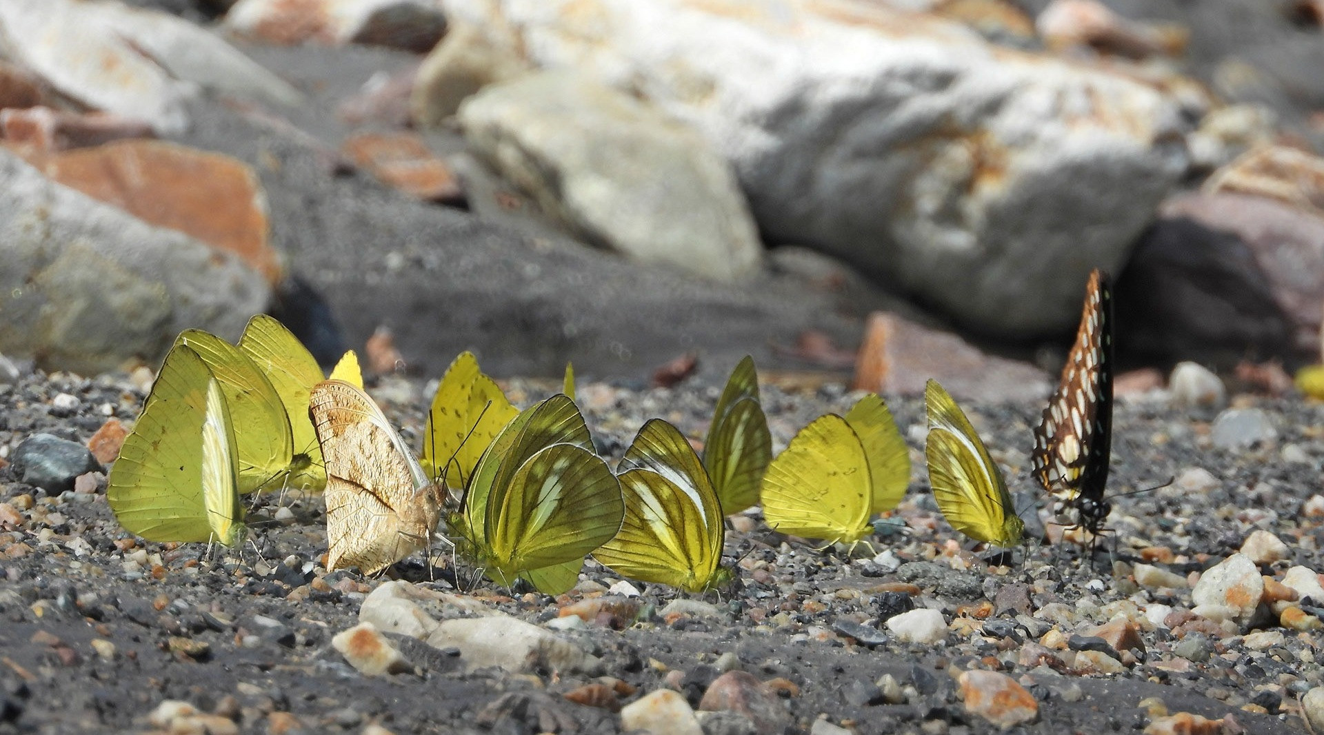 Fixing The Nitrogen Cycle | Nature inFocus