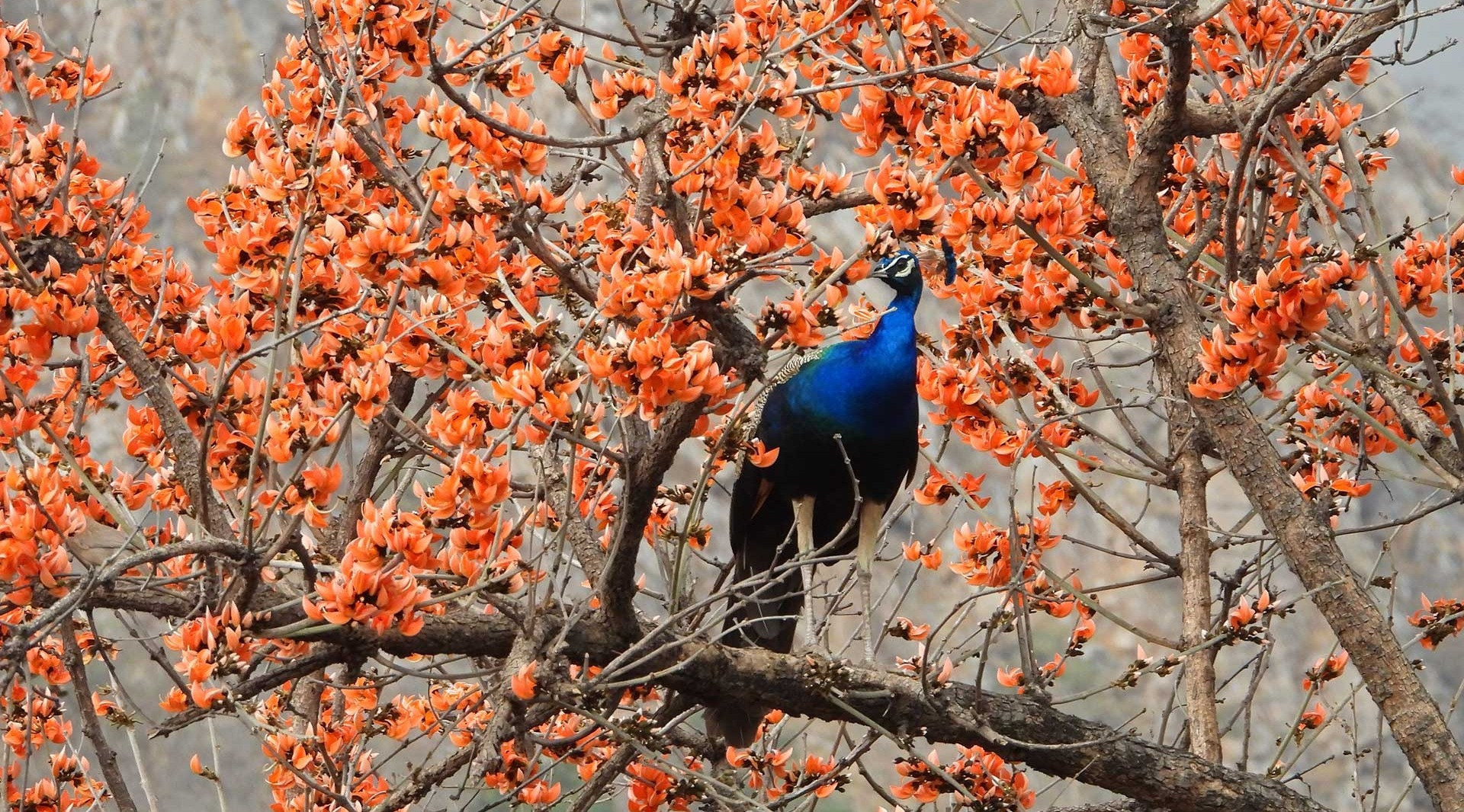 All About The Indian Peafowl | Nature inFocus