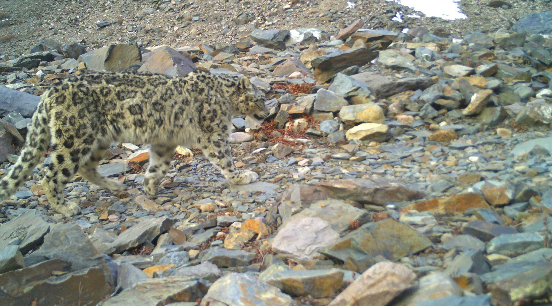 Running Into Snow Leopards At Rudragaira | Nature inFocus