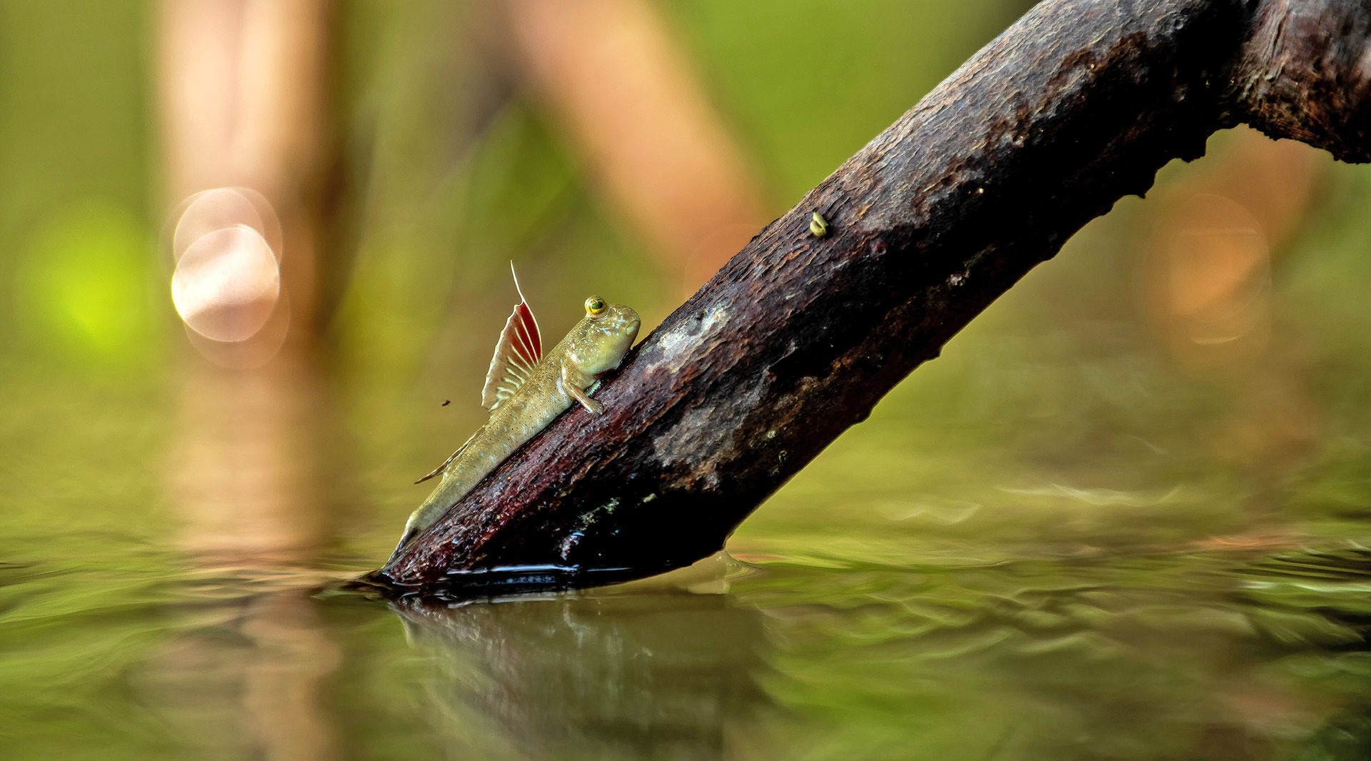 The Double-Life Of Mudskippers | Nature inFocus