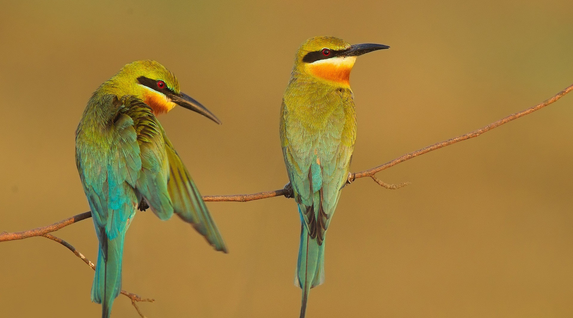 Bee-eaters Of India | Nature inFocus