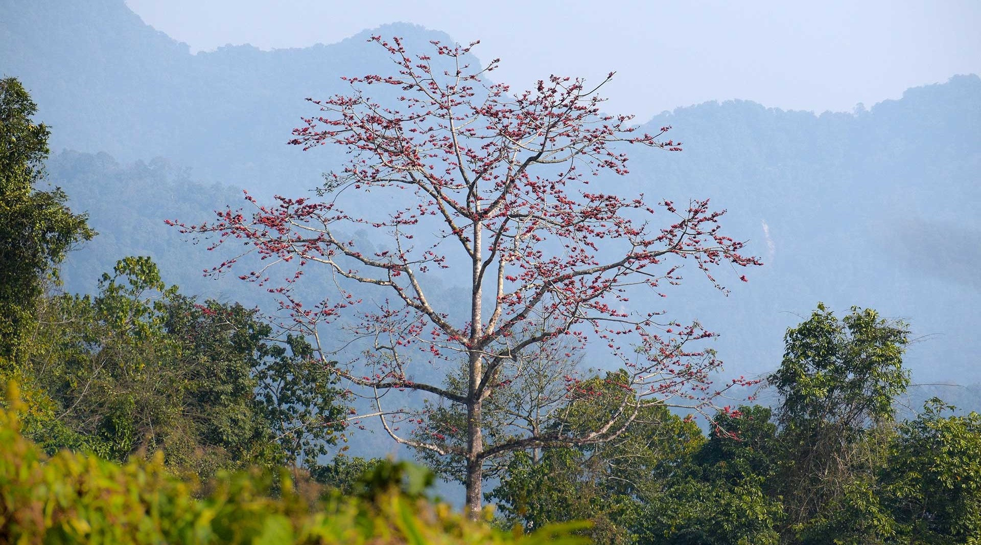 Wandering The Lost World Of Pakke | Nature inFocus