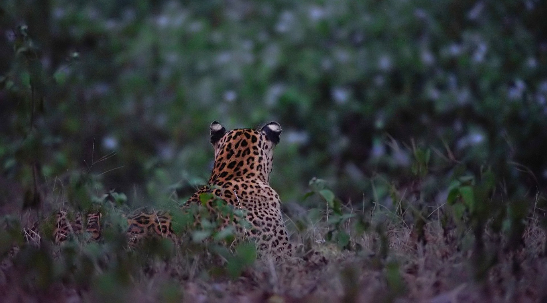 Arvind Ramamurthy, Wildlife Photographer | Nature inFocus