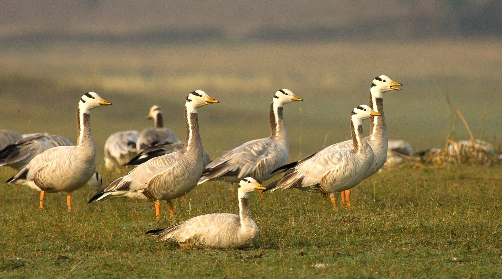 Pushkar Kulkarni, Photographer | Nature inFocus