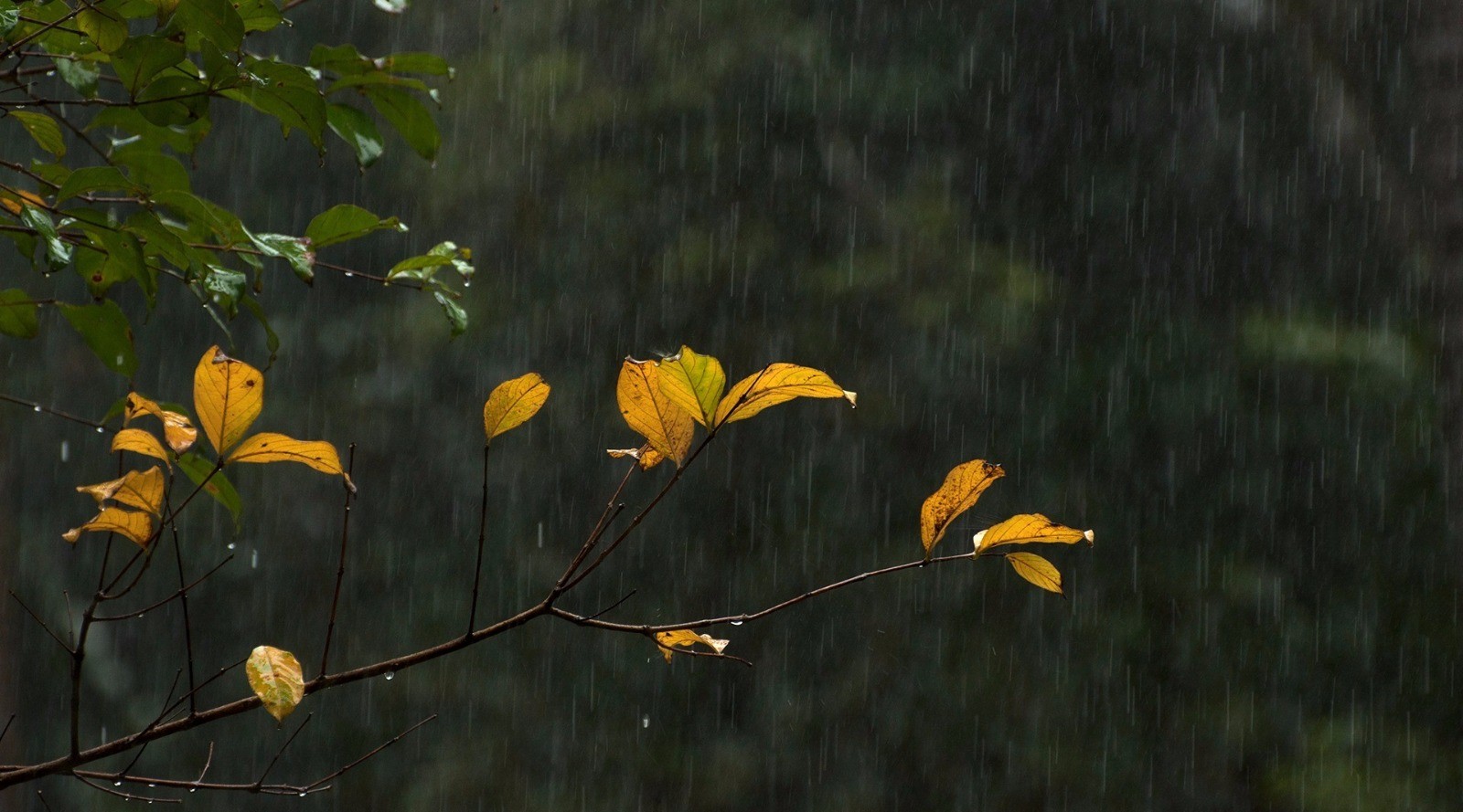 Shubha Ramachandran, Water Sustainability Consultant | Nature inFocus