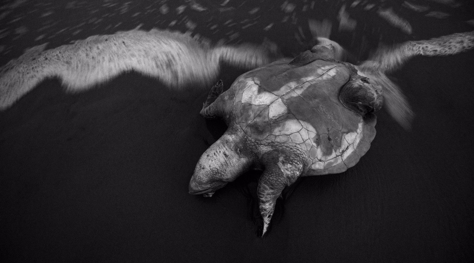 Umeed Mistry, Underwater Photographer and Filmmaker | Nature inFocus