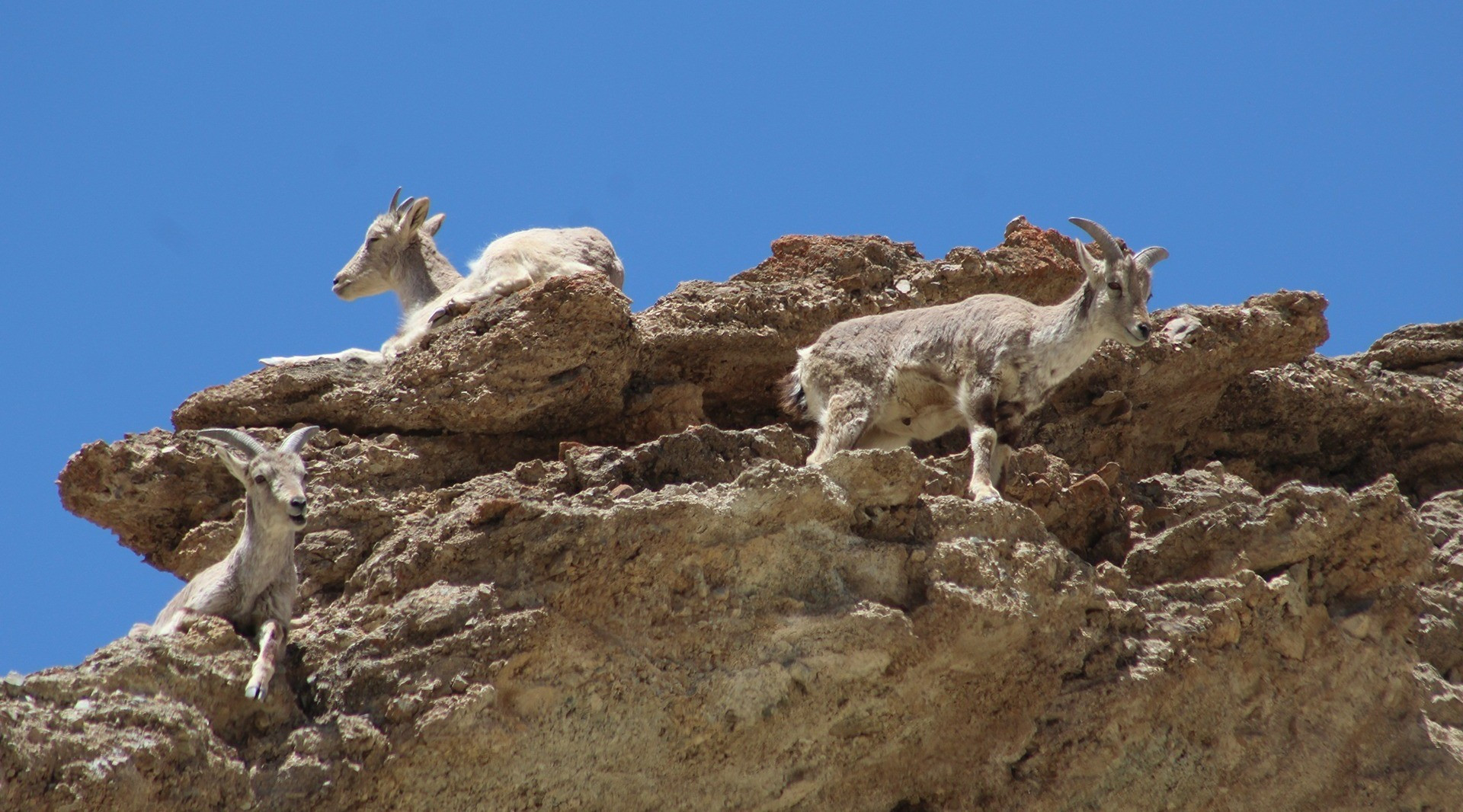 Are Blue Sheep (Bharal) Really Blue? | Nature inFocus