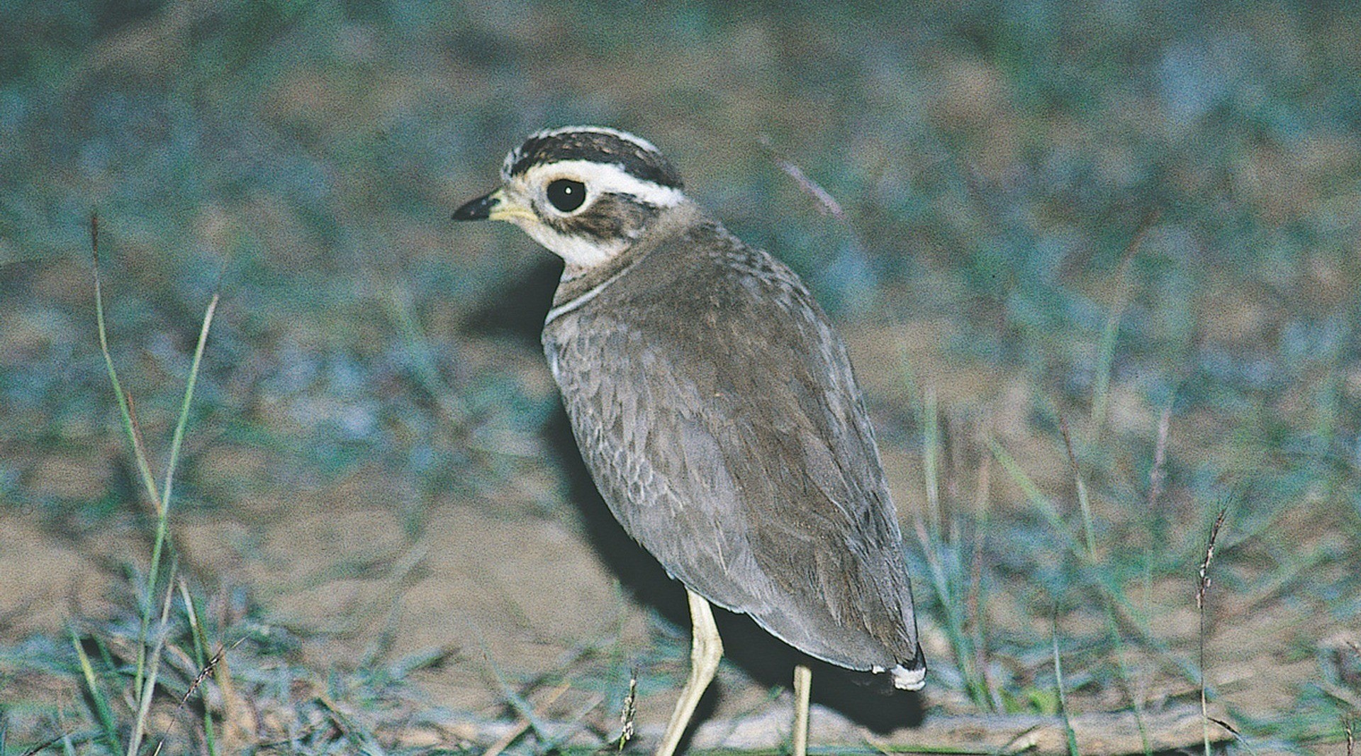 P Jeganathan, Wildlife Biologist | Nature inFocus