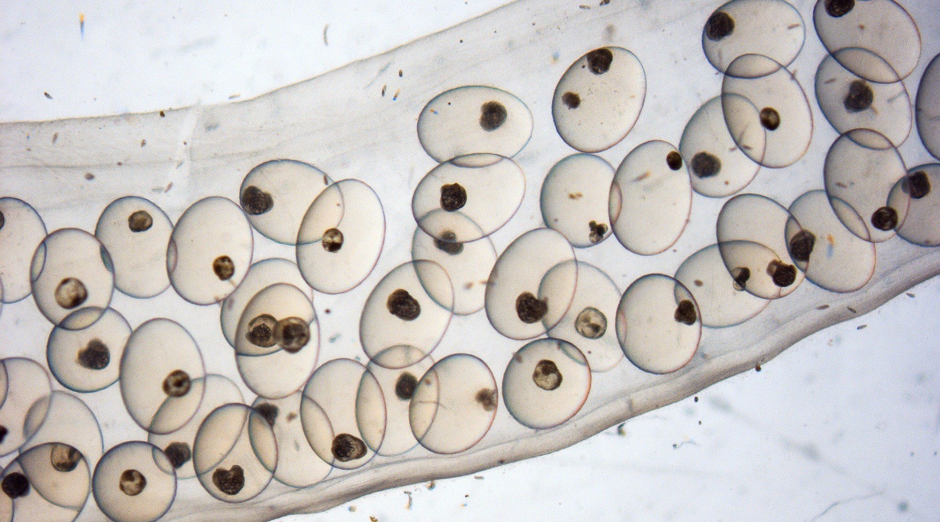 Purva Variyar, Assistant Editor, Sanctuary Asia | Nature inFocus