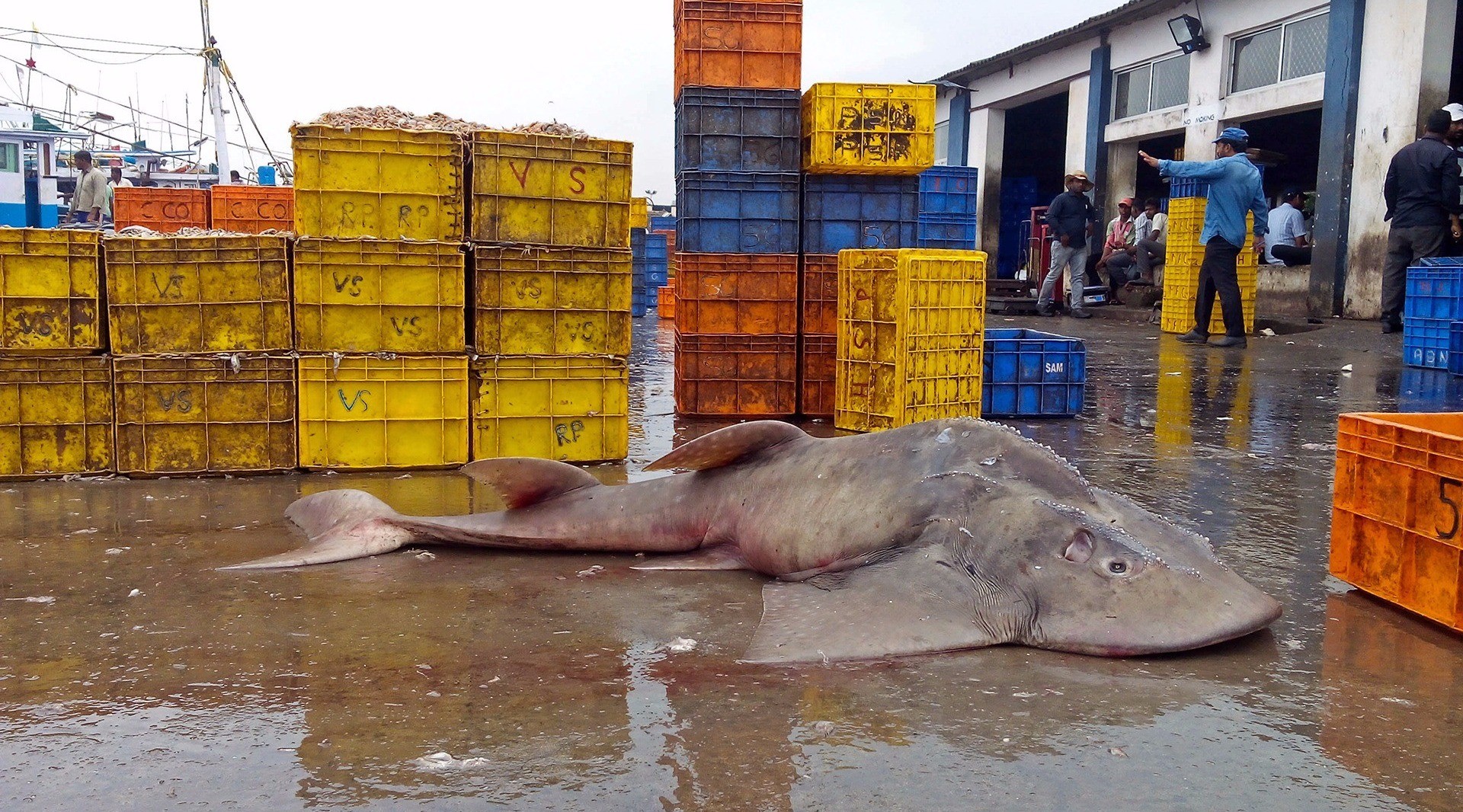 Shishir Rao, Ecologist | Nature inFocus