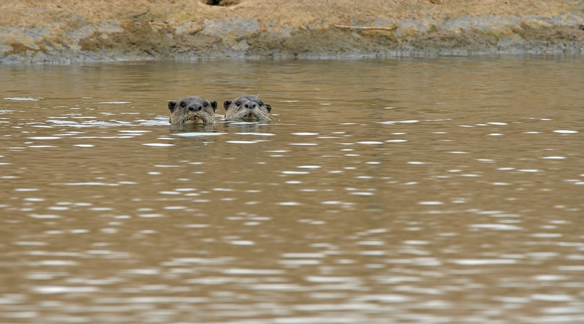 Adarsh Raju, Wildlife and Documentary Filmmaker | Nature inFocus
