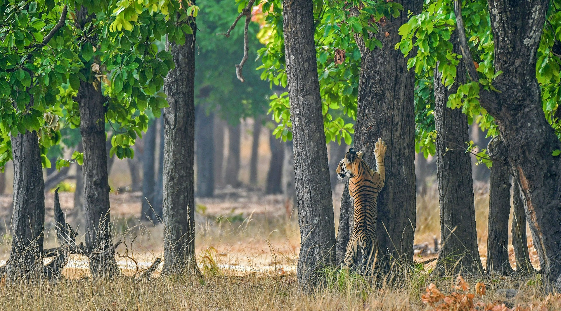 Abhiroop Ghosh Dastidar, Wildlife Photographer | Nature inFocus