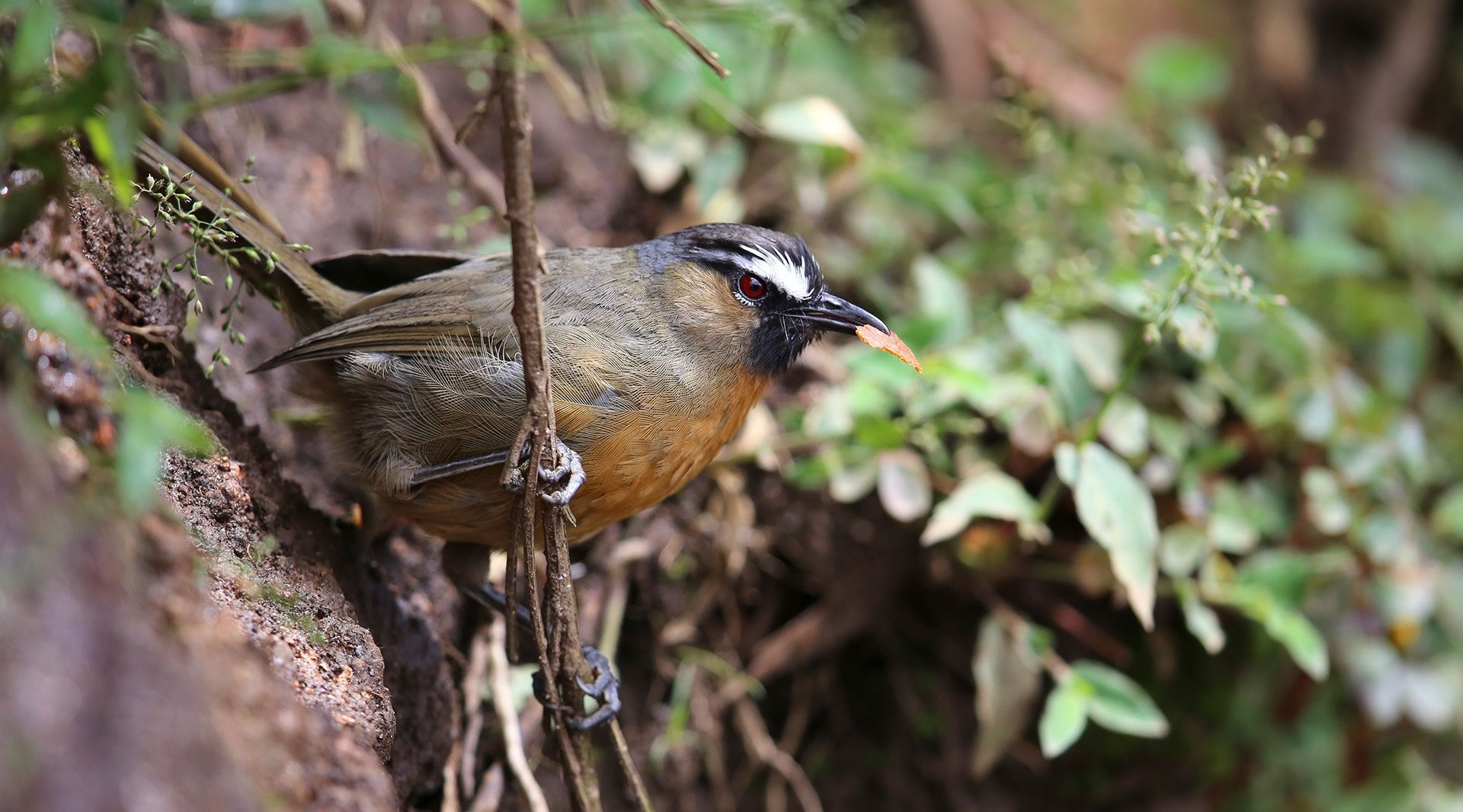 Radha Rangarajan, Freelance Writer | Nature inFocus