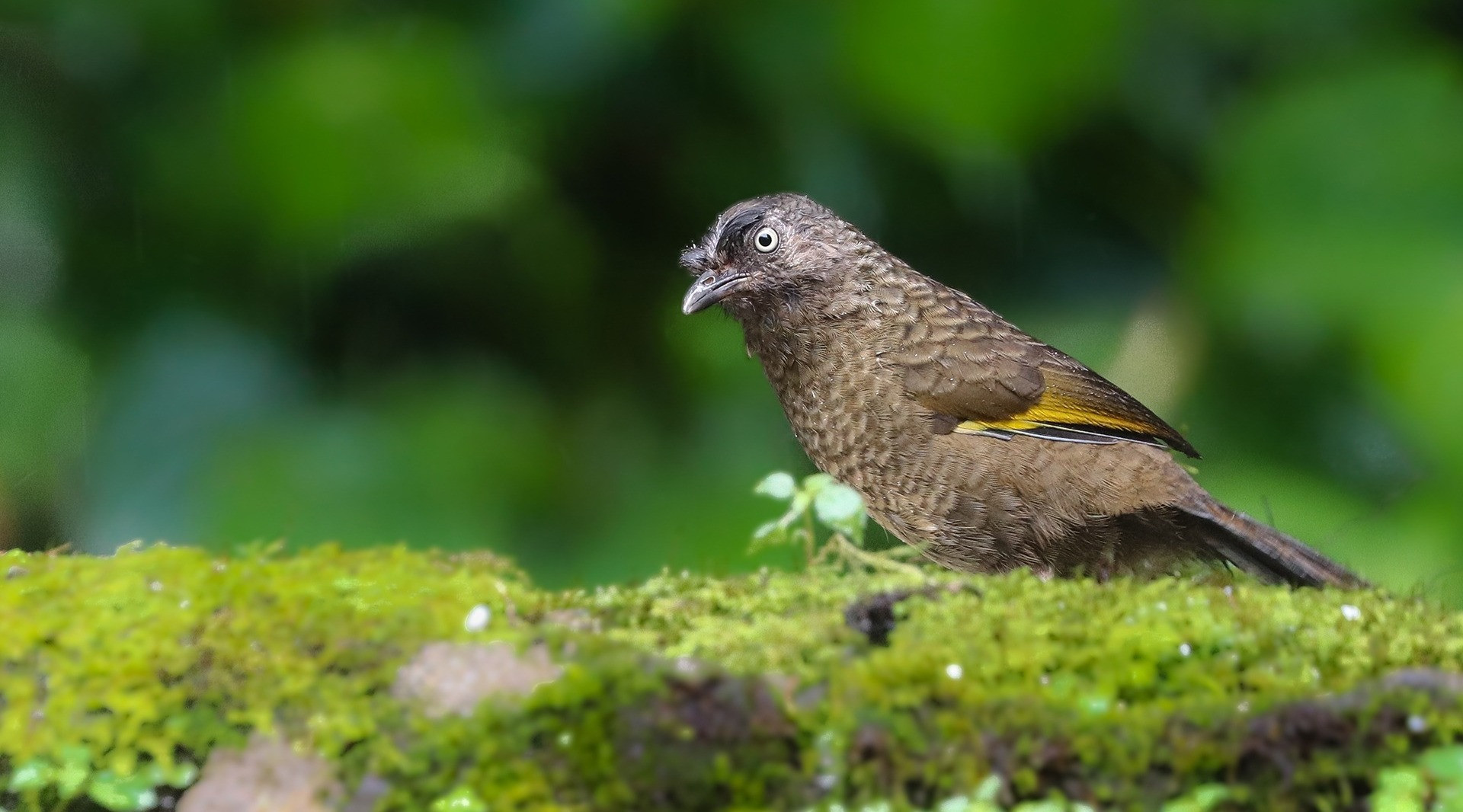 Rongtong | Nature inFocus