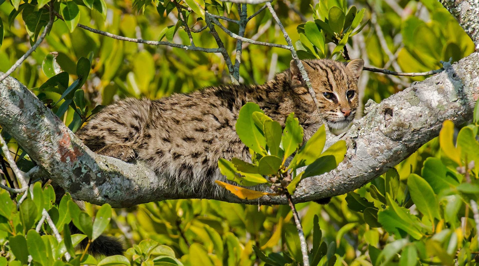 The Fishing Cat Guide | Nature inFocus