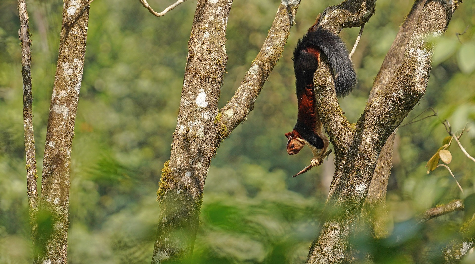 The Giants Of The Treetops | Nature inFocus
