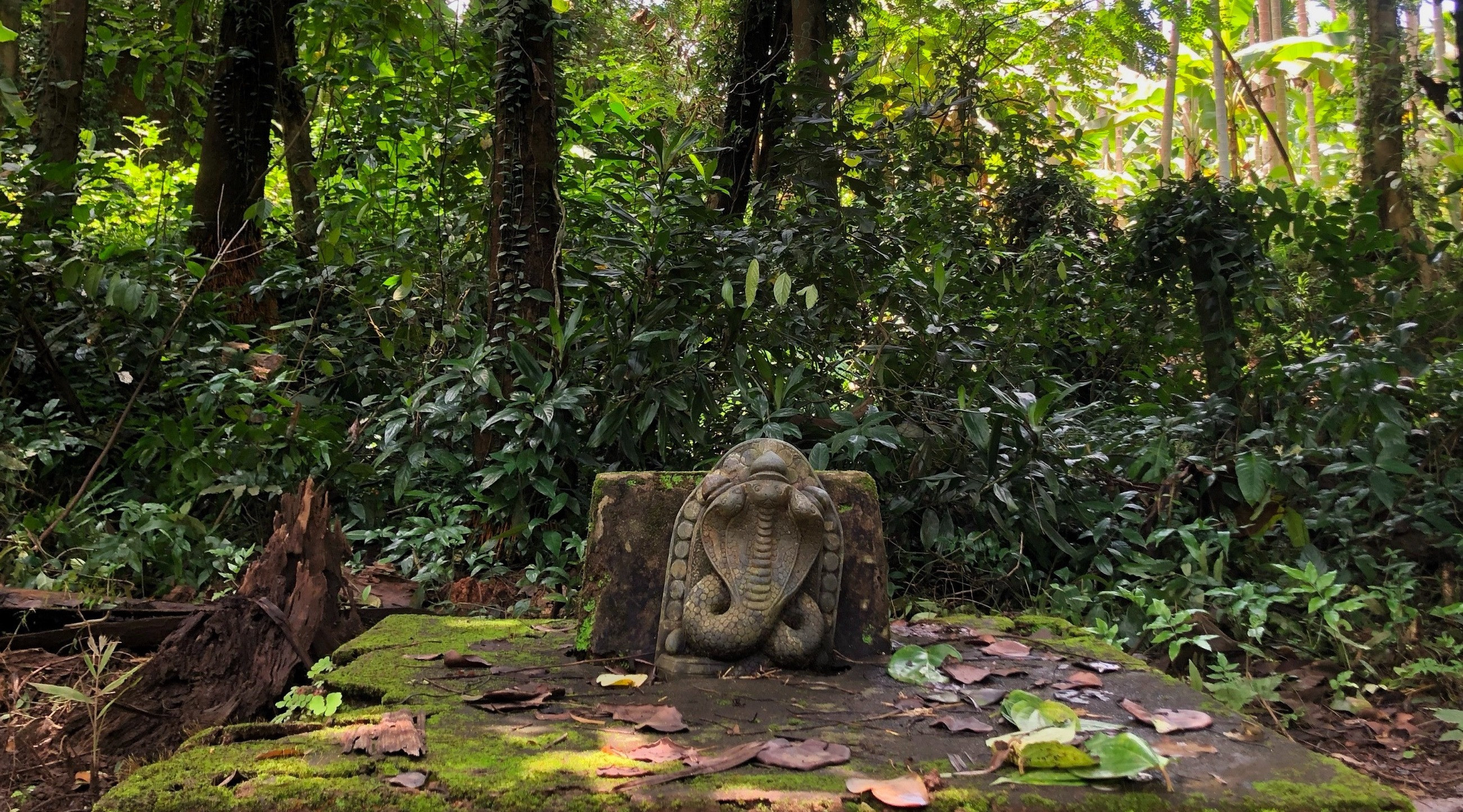 Vana Katha, Stories of Culture, Rooted in Nature