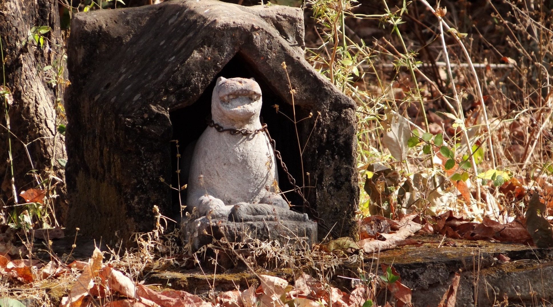 Tadoba’s Waghoba | Nature inFocus