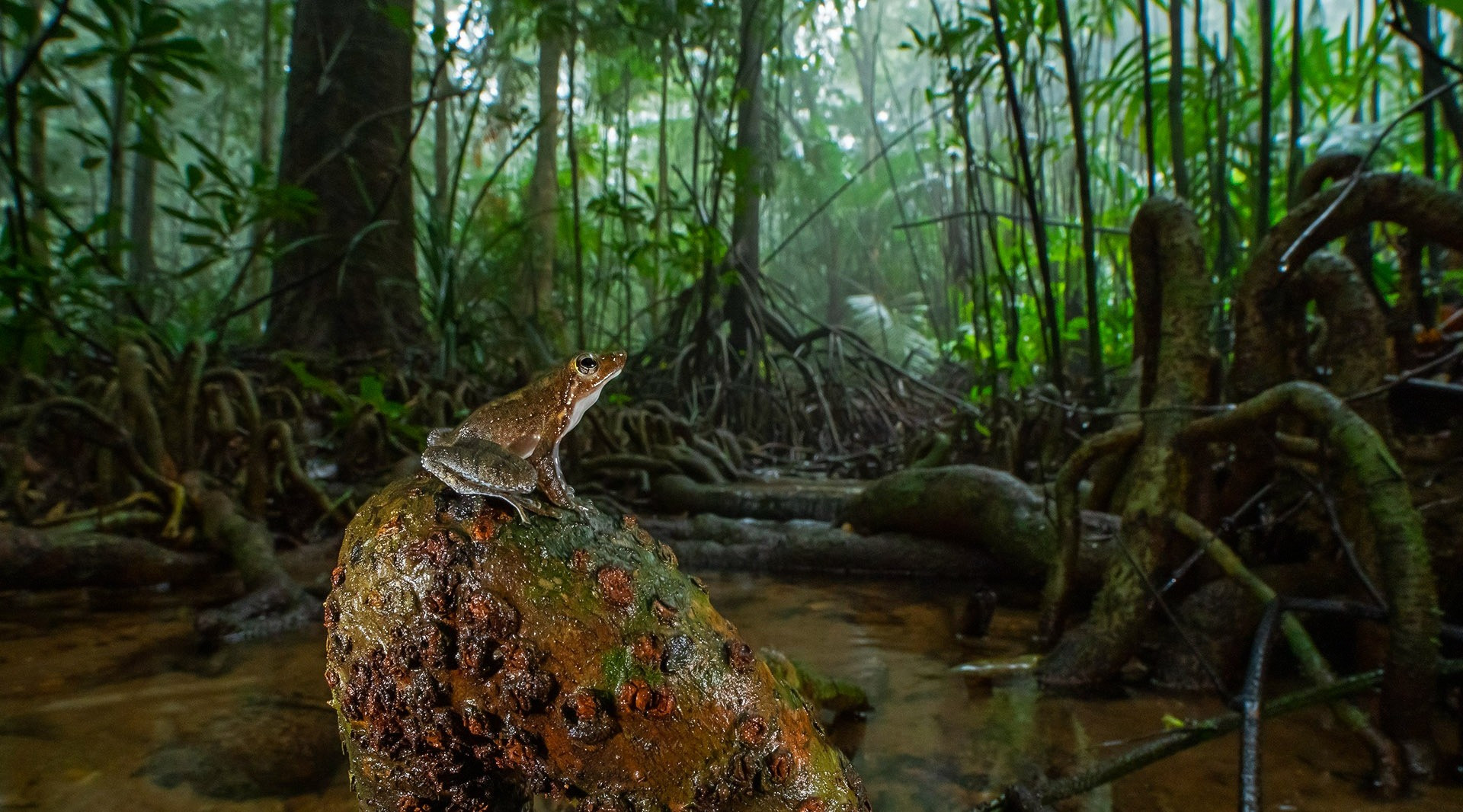 The Primitive Swamp Forests Of The Western Ghats | Nature inFocus