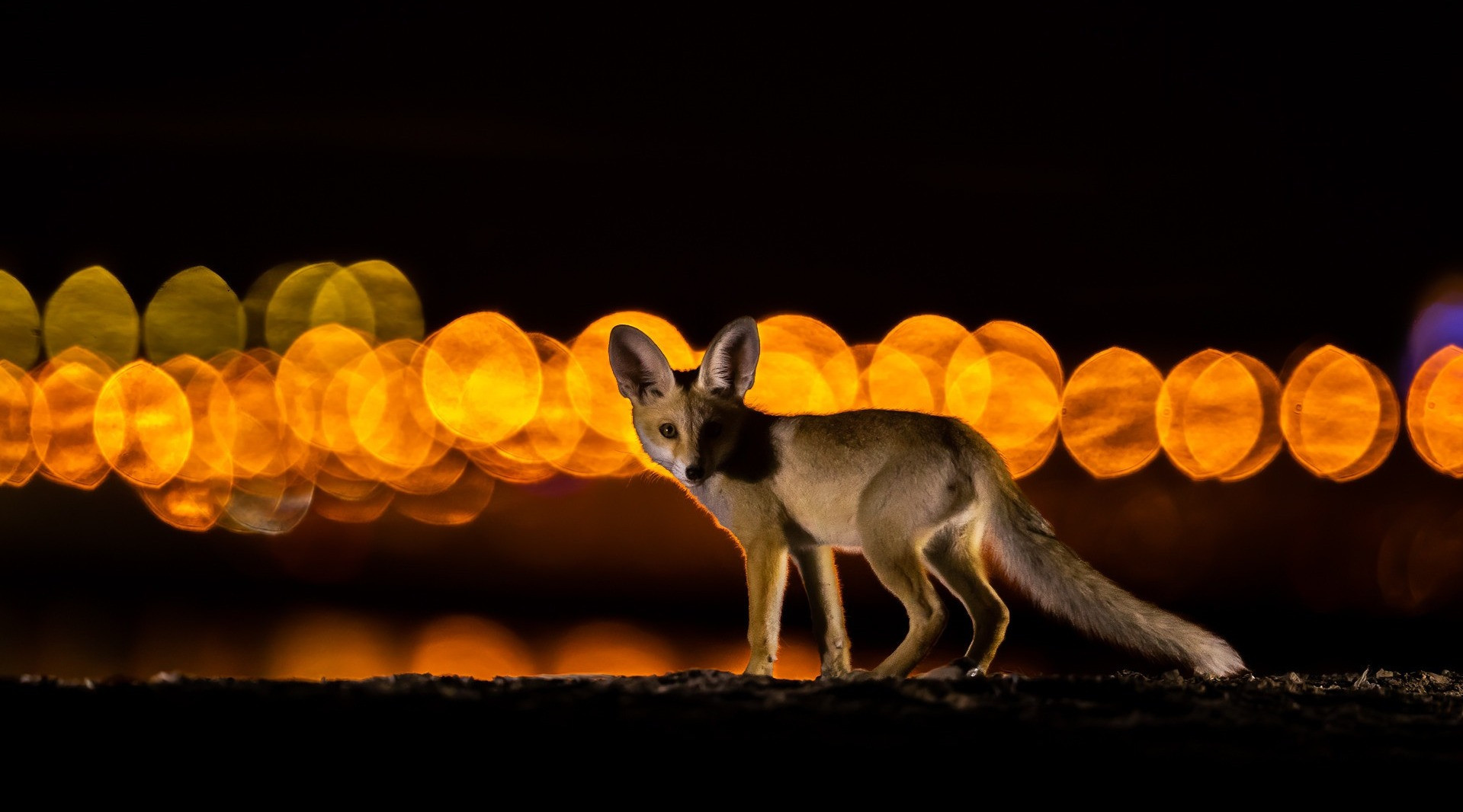 The Red Foxes Of Kuwait City | Nature inFocus