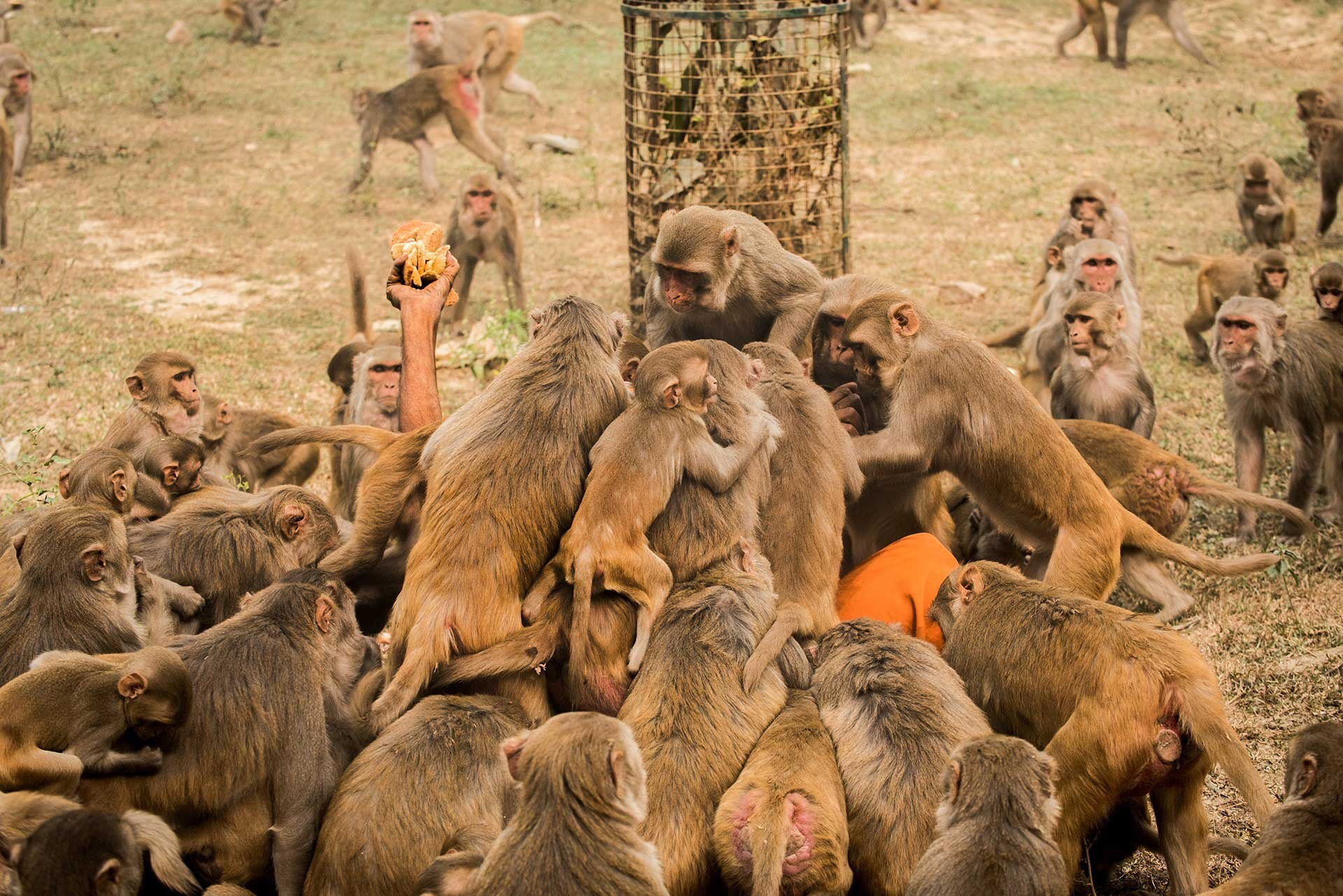 The Monk and the Monkeys | Nature inFocus