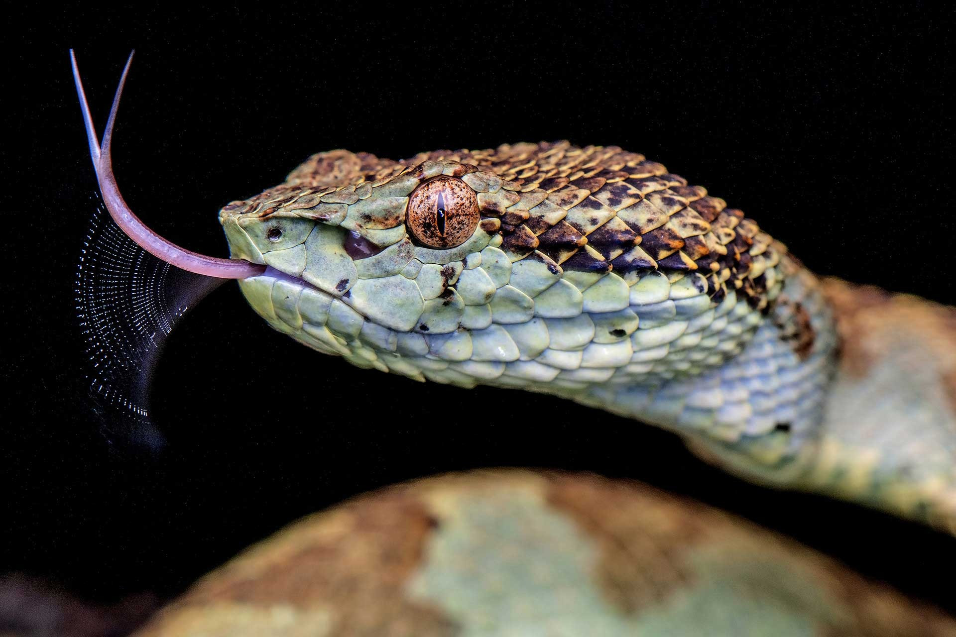 Pit Viper Snake Head