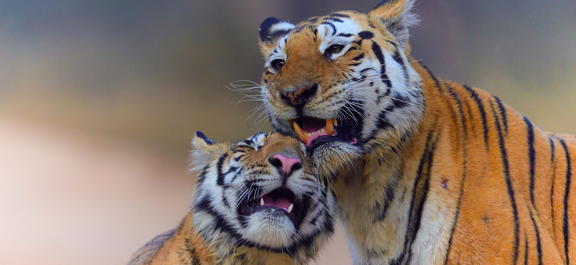 Nature travel, wildlife photography and conservation stories from India ...