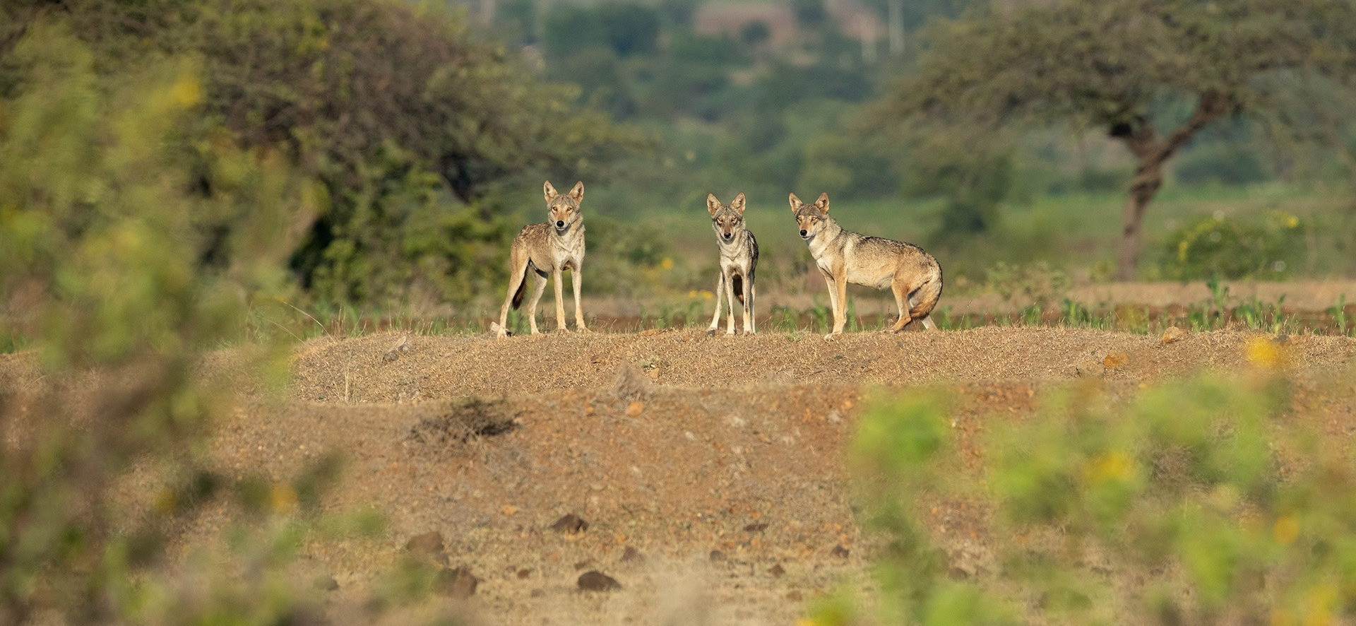 Nature travel, wildlife photography and conservation stories from India ...