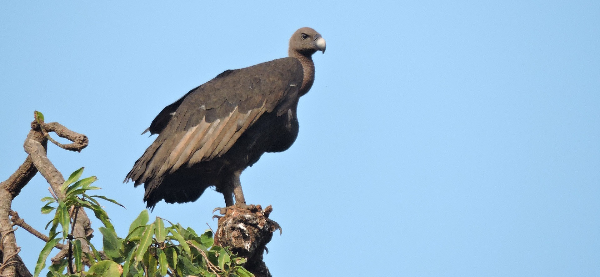 Nature travel, wildlife photography and conservation stories from India ...