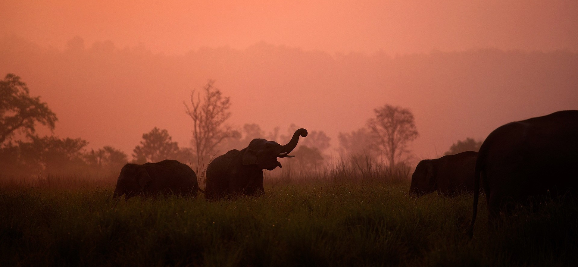 Nature travel, wildlife photography and conservation stories from India ...
