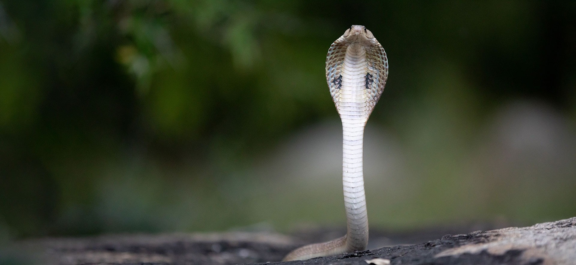 Nature travel, wildlife photography and conservation stories from India ...