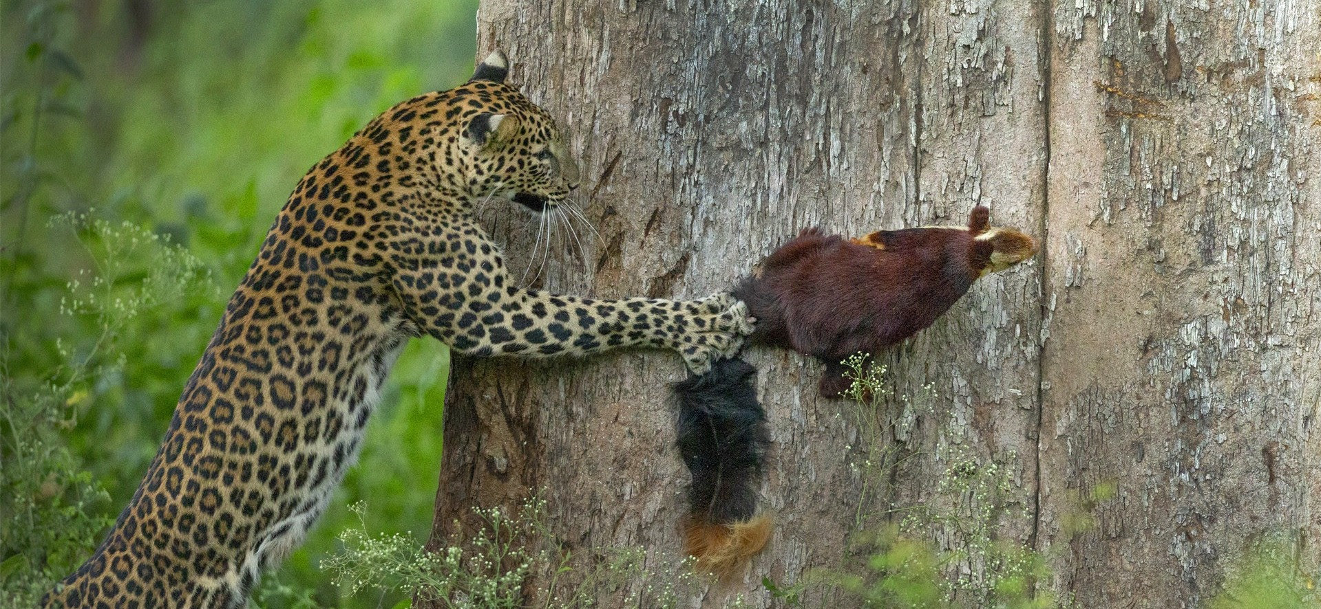 Winner Post | Nature InFocus