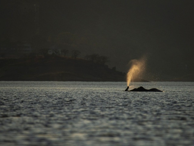 The Life Of Churuli—Palakkad's Celebrated Tusker | Nature inFocus