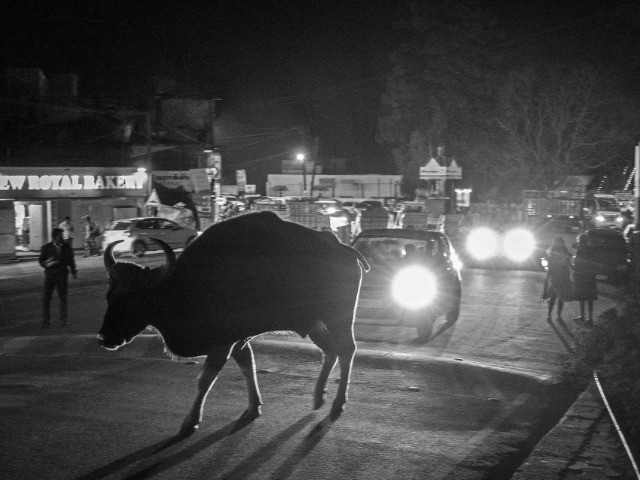 Sharing Space With Gaurs | Nature inFocus