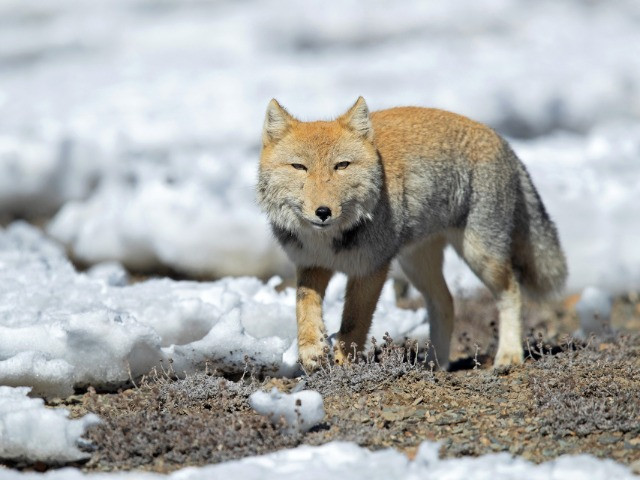 Shining A Light On The Foxes Of India | Nature inFocus
