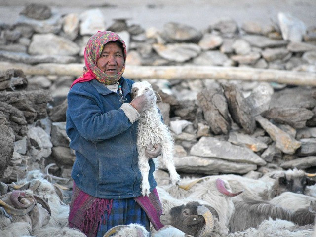 Lessons In Conservation From The Shepherds Of Changthang | Nature inFocus