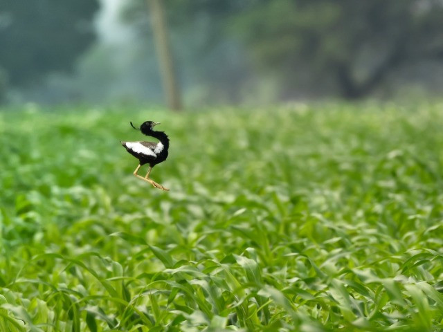 The Last Stronghold Of The Lesser Florican | Nature inFocus