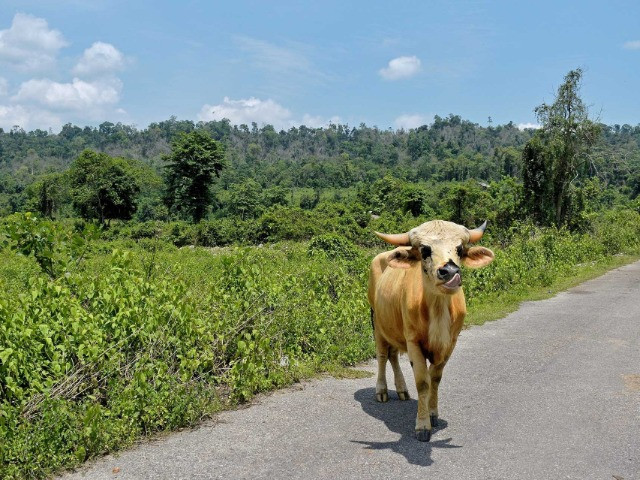 Forgotten Lessons From The Forests Of Pakke | Nature inFocus