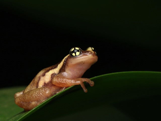 14 Species That Spell The Arrival Of Monsoon | Nature inFocus