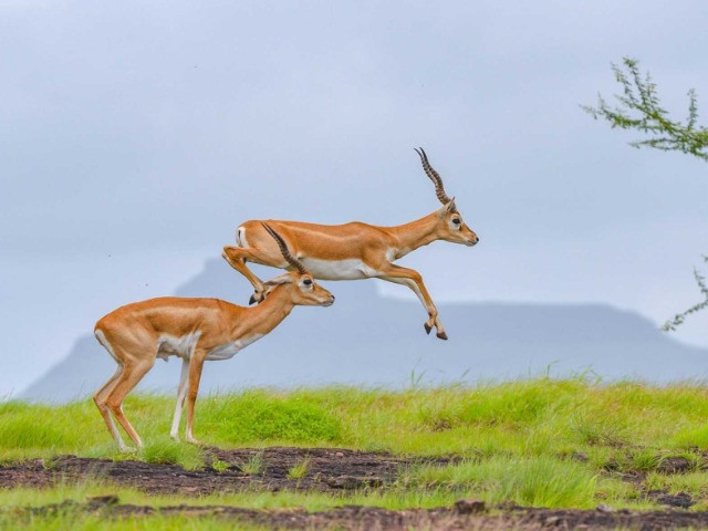 Antelopes Of India | Nature inFocus
