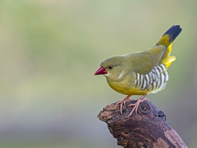 The Green Avadavats Of Mount Abu | Nature inFocus