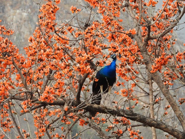 All About The Indian Peafowl Nature Infocus