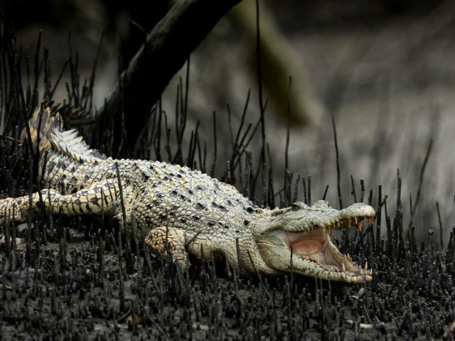 Mutants Of The Animal World | Nature inFocus