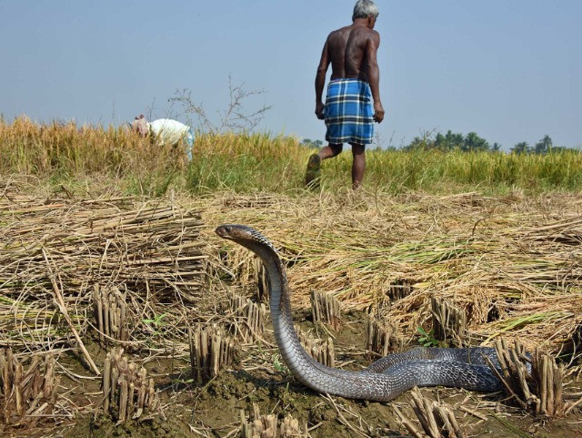 Nature travel, wildlife photography and conservation stories from India ...