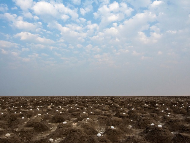 Manish Vaidya, Photographer | Nature inFocus